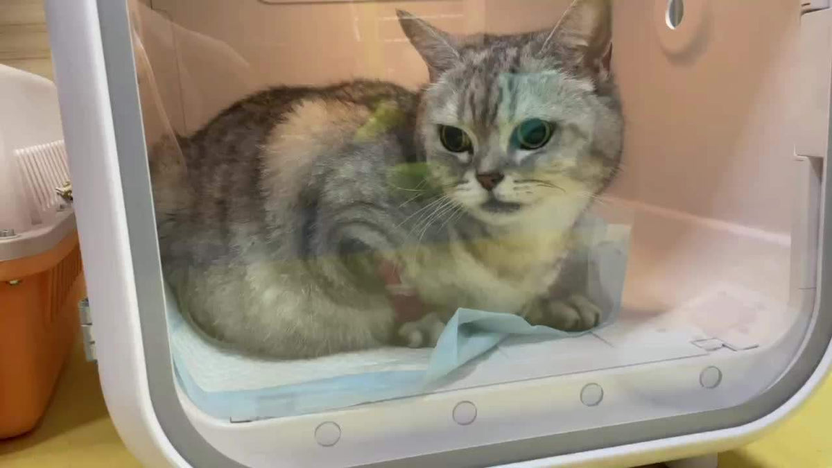 Cat oxygen therapy chamber I oxygen generator concentrator for pet ani ...