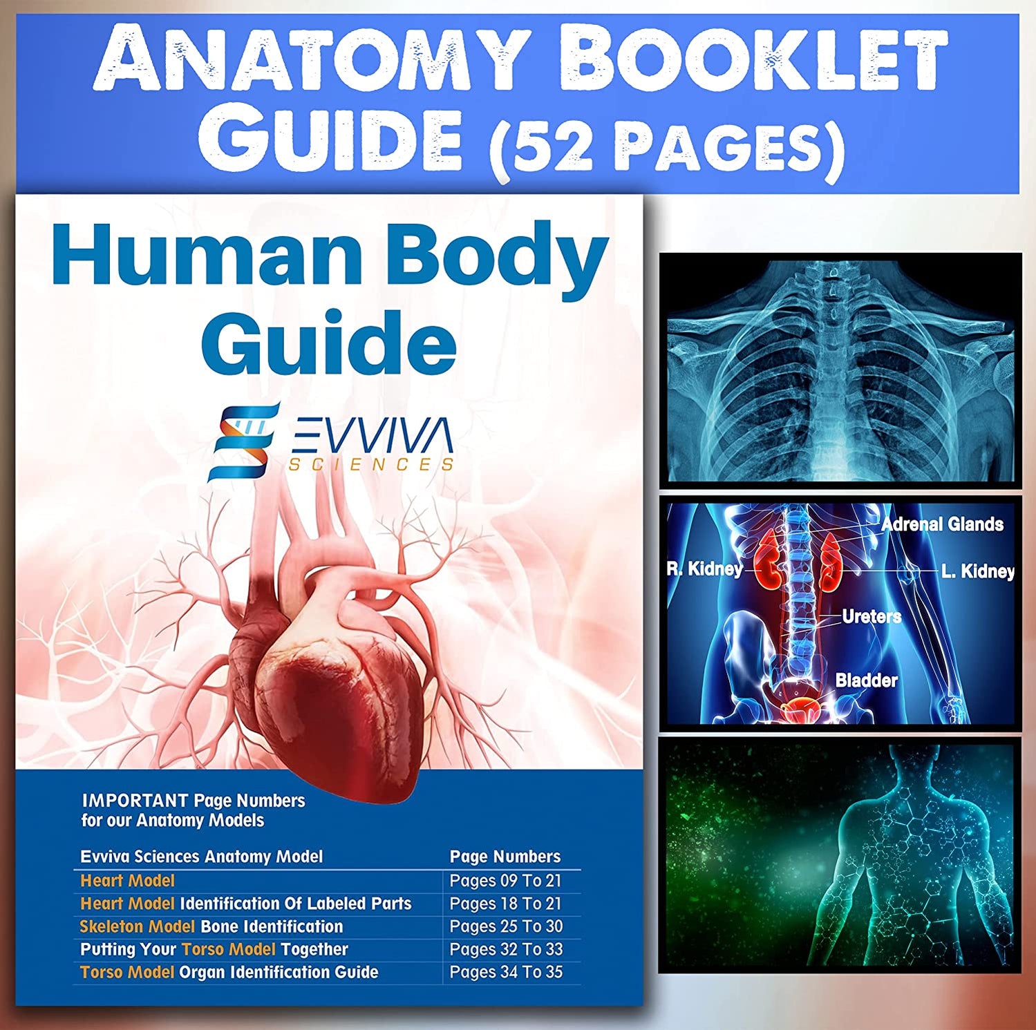 Human Heart, Torso and Skeleton Models With Guide Anatomical Model — Meubon
