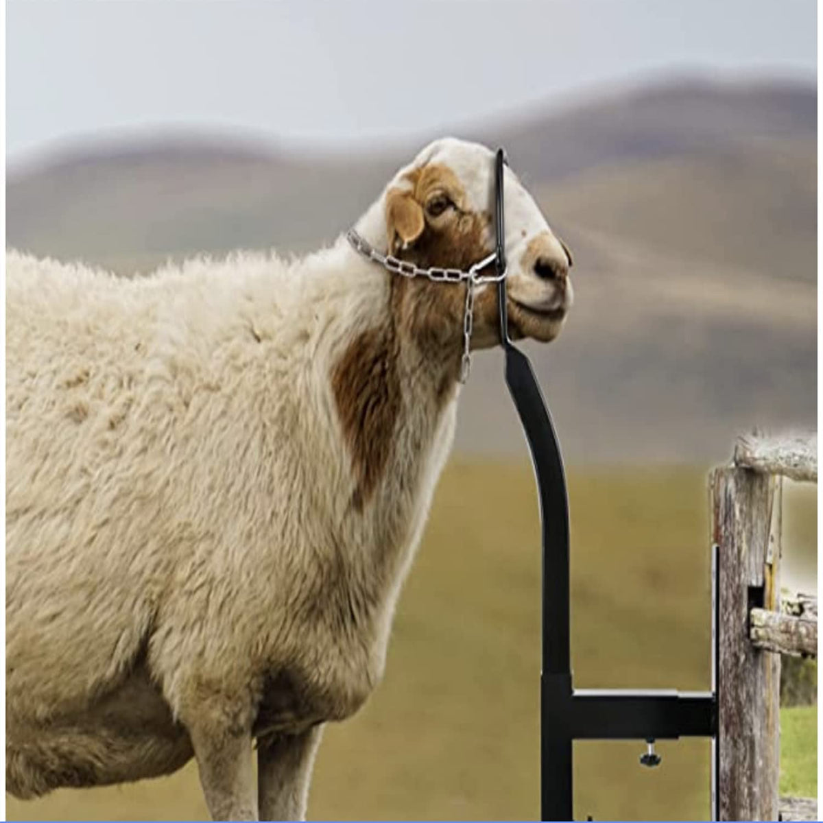 Livestock Trimming Stand I Goat Milking Stand I Steel Gate Stand I Sta ...