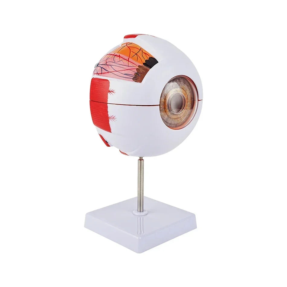 Anatomical Eyeball Model: Medical Learning & Teaching Instrument | Sci ...